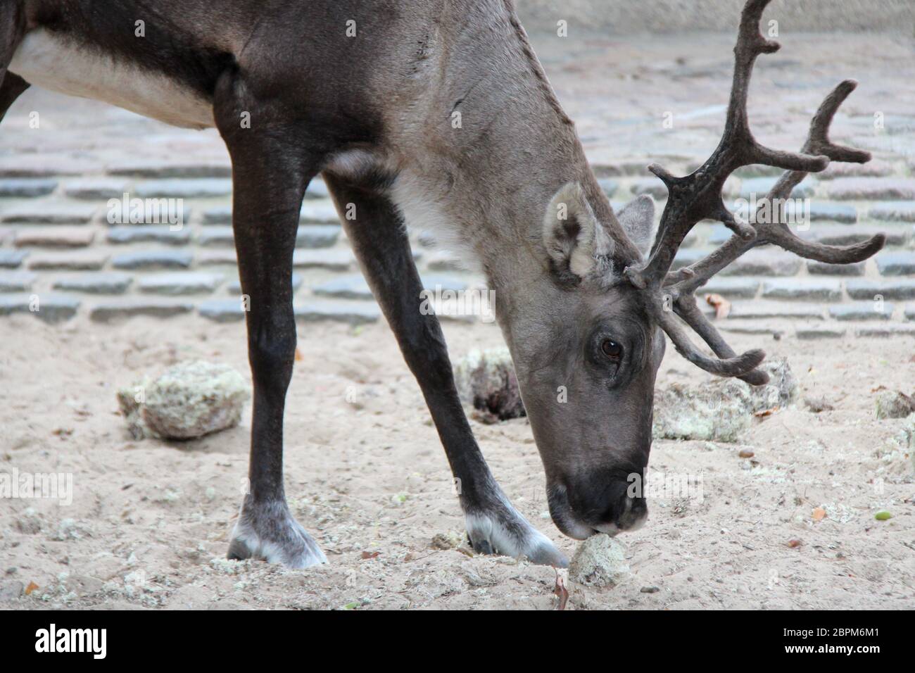 reindeer in a zoo in berlin (germany Stock Photo - Alamy