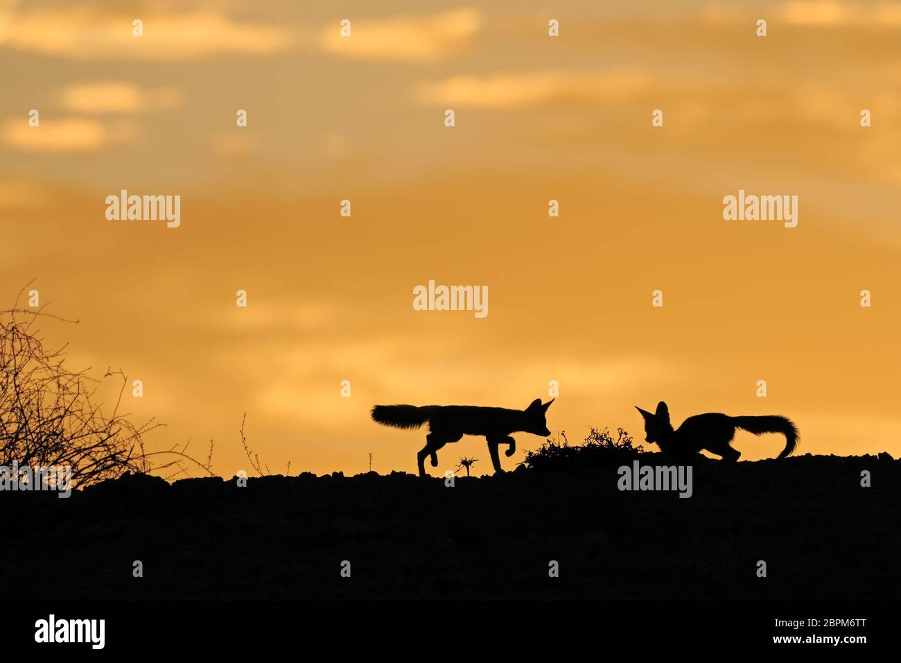 Cape foxes (Vulpes chama) silhouetted against an orange sky at sunrise ...