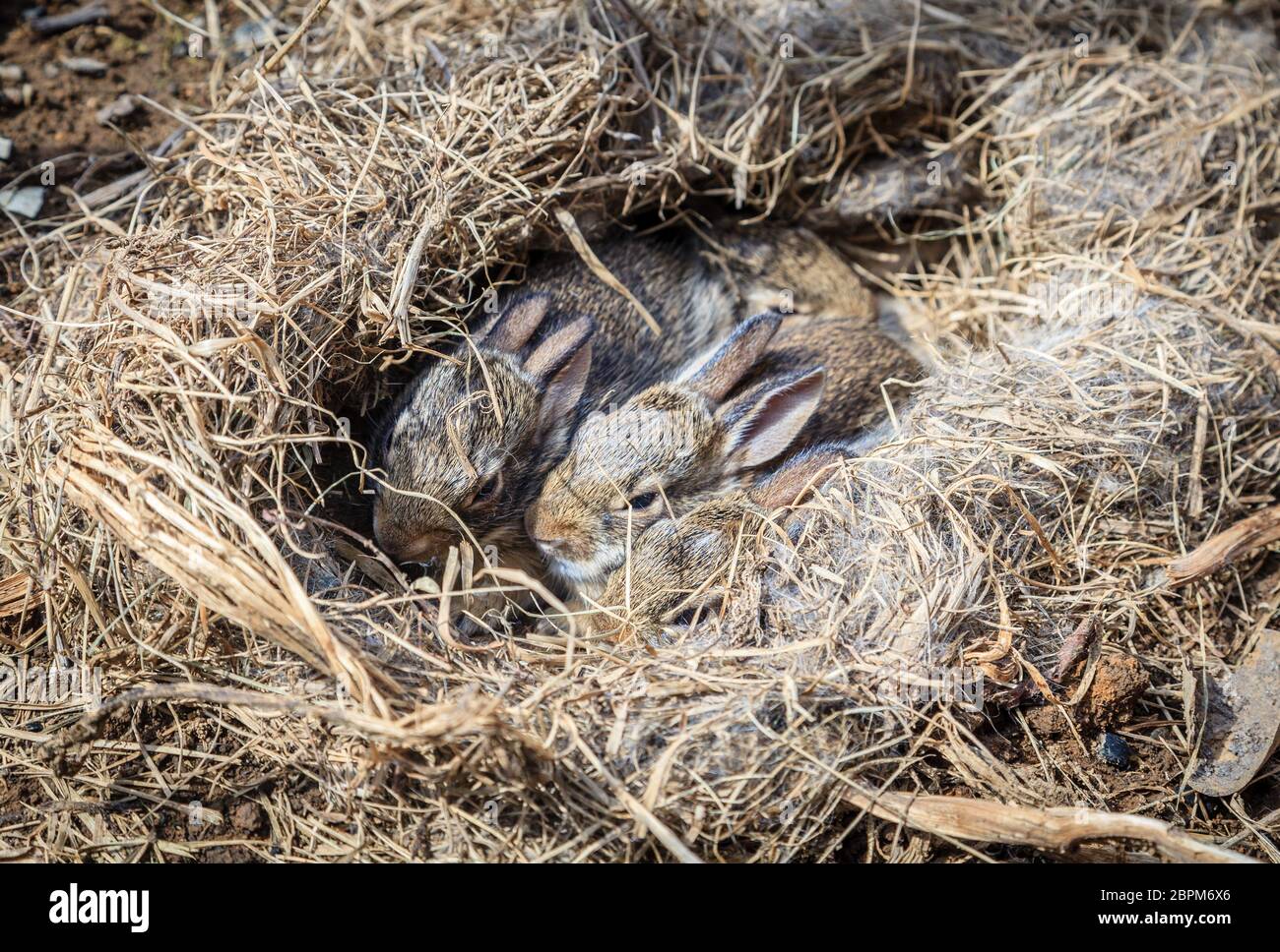 Baby rabbits in nest hi-res stock photography and images - Alamy