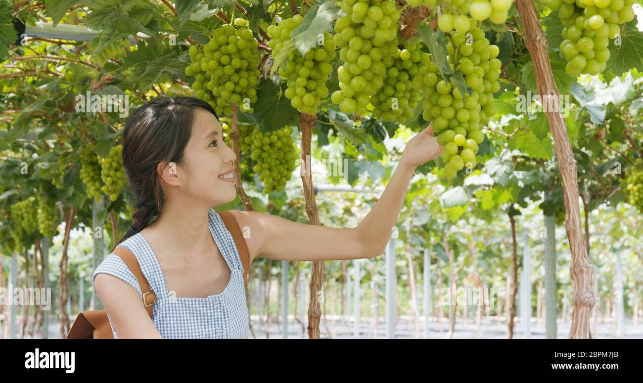 Woman visit green grape farm Stock Photo - Alamy
