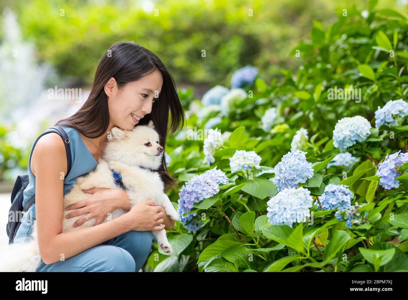 Woman with her dog and look at Hydrangea flower Stock Photo - Alamy