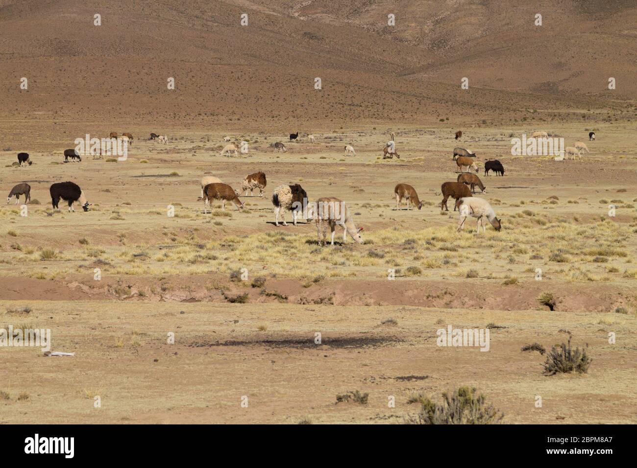 Bolivian llama breeding on Andean plateau,Bolivia Stock Photo - Alamy