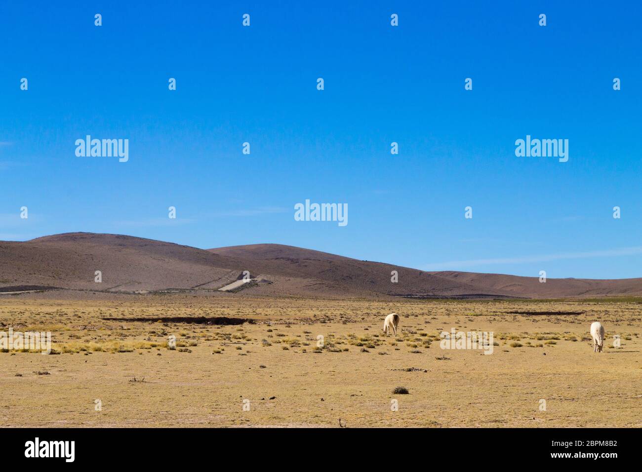 Bolivian llama breeding on Andean plateau,Bolivia Stock Photo - Alamy