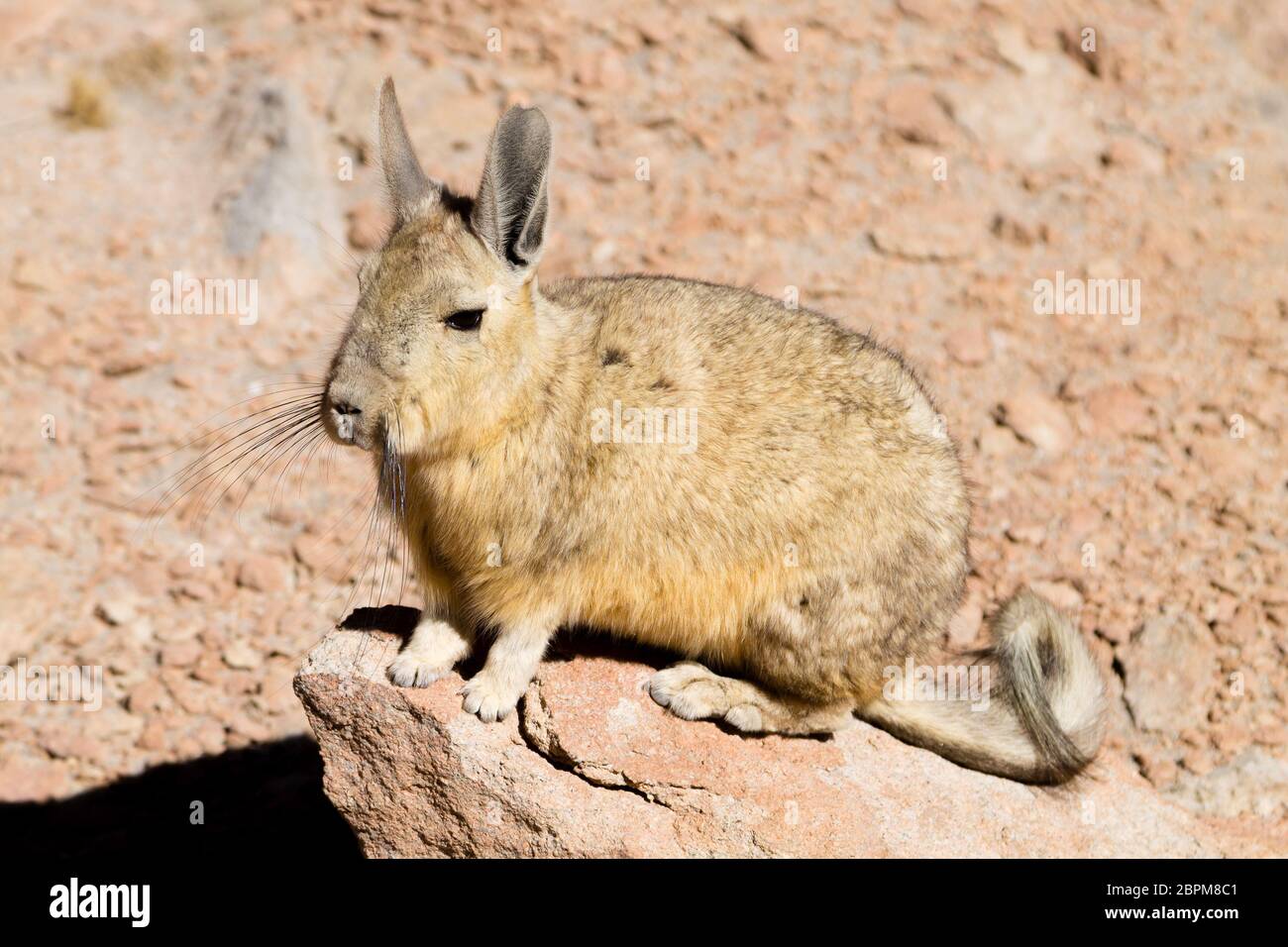 Rabbit wildlife andes andean hi-res stock photography and images - Alamy