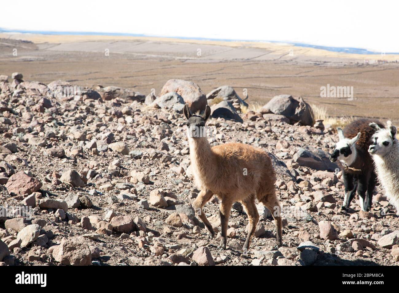 Bolivian llama breeding on Andean plateau,Bolivia Stock Photo - Alamy