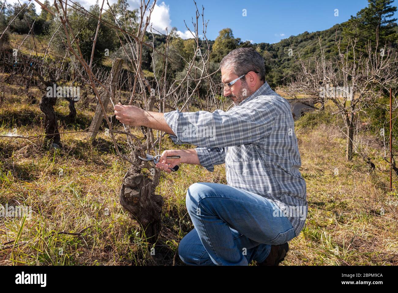Caucasian farmer at work in an old vineyard, performs the pruning of ...