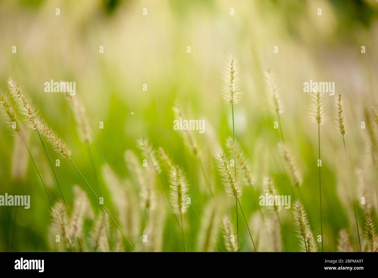 The reed grass juicy green colored as grasses background Stock Photo ...