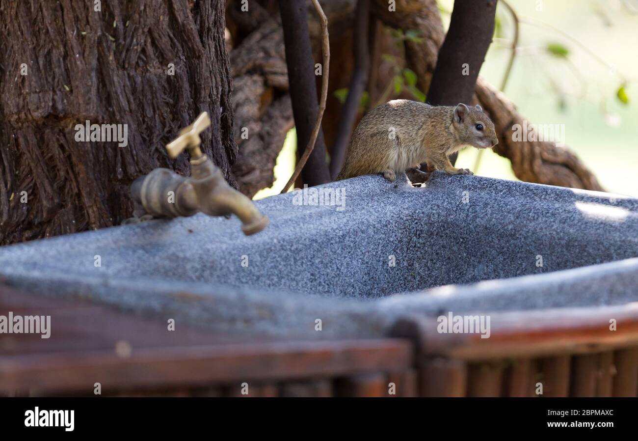 Tree squirrel (Paraxerus cepapi) sitting on a sink, Namibia Stock Photo ...