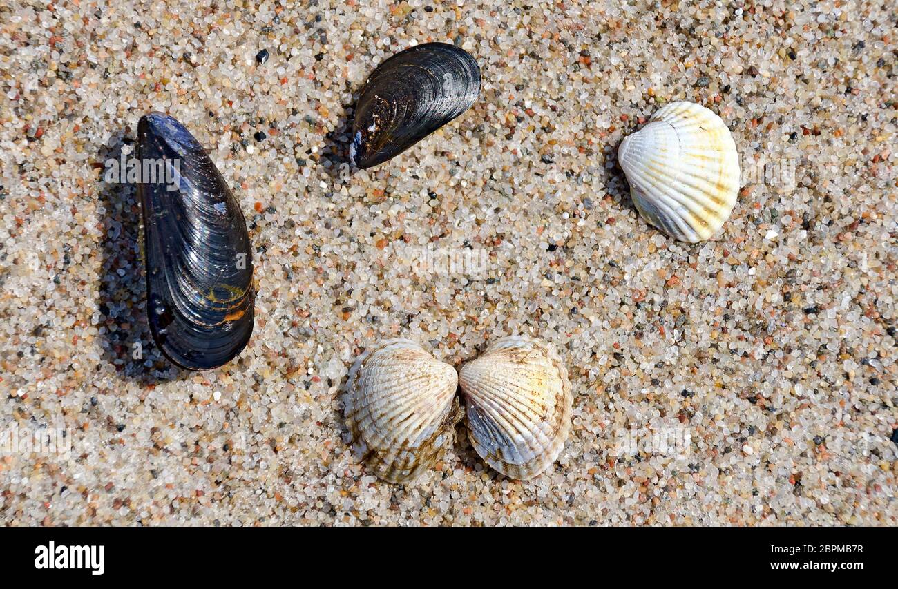 some different clamshells lying in the sun on the colorful grains of ...