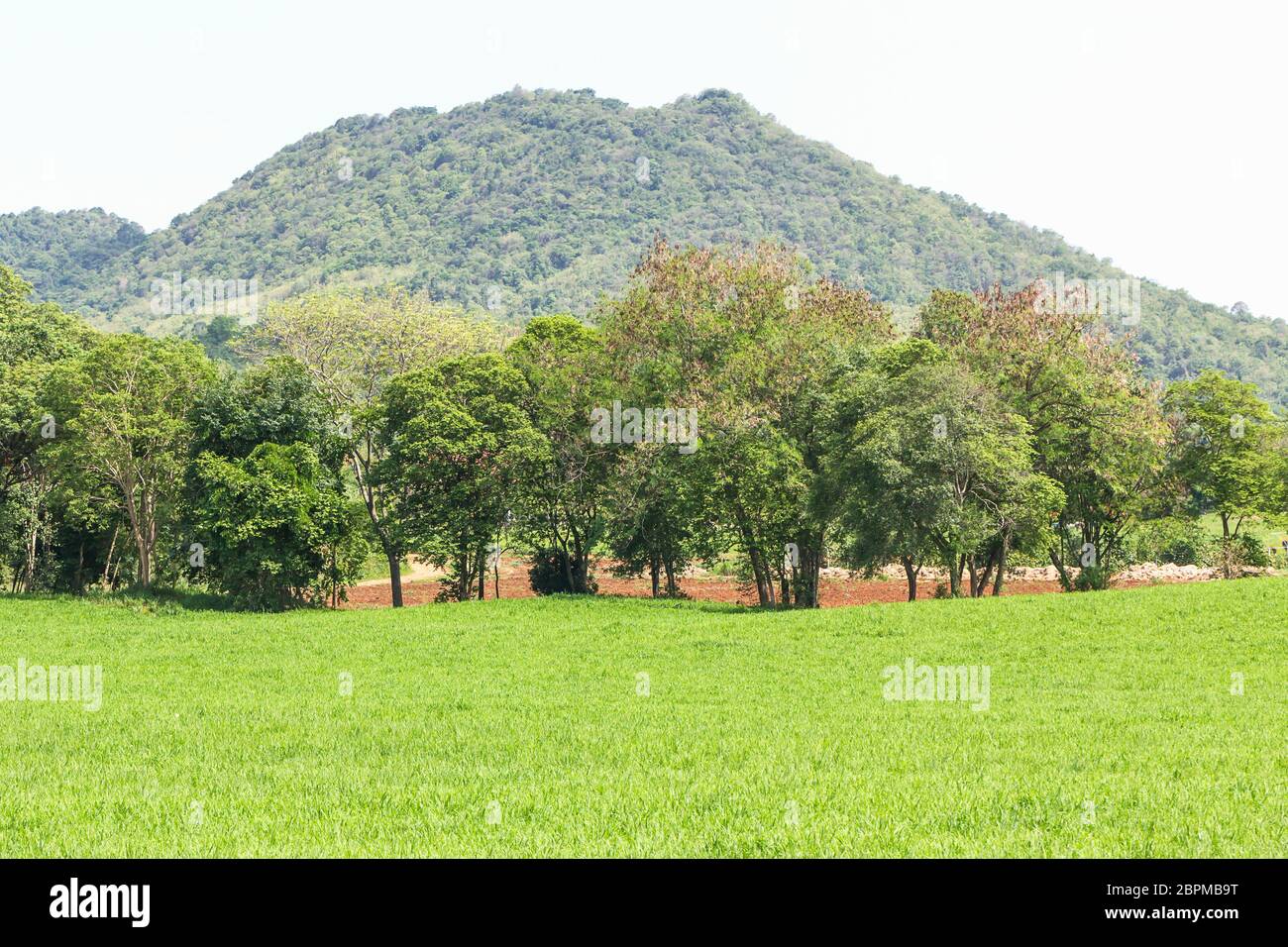 Green grass field rural landscape with trees Stock Photo - Alamy