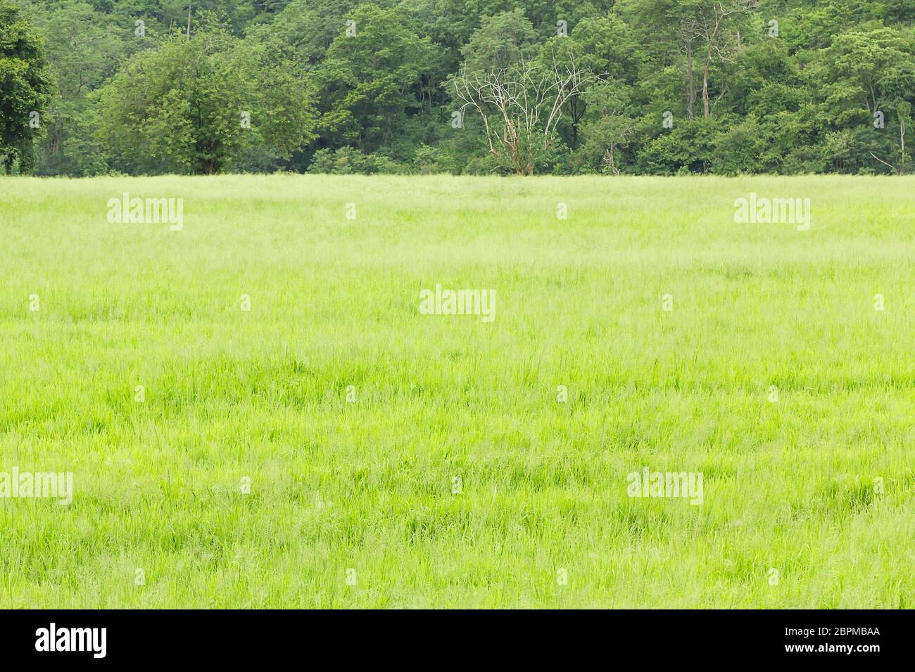 Green grass field and various trees in nature Stock Photo - Alamy