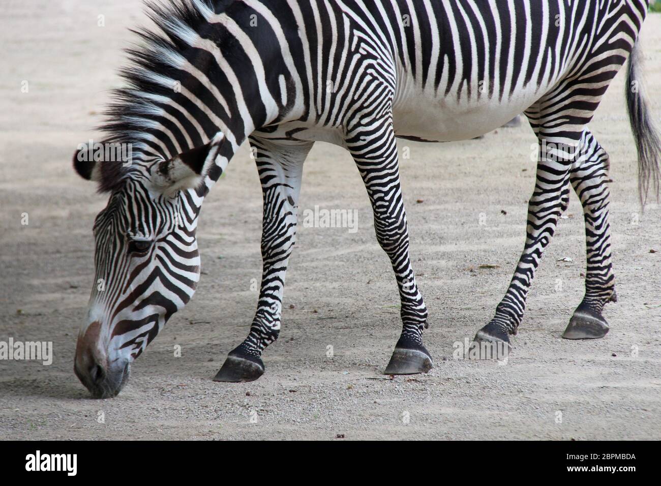 zebra in a zoo in berlin (germany Stock Photo - Alamy