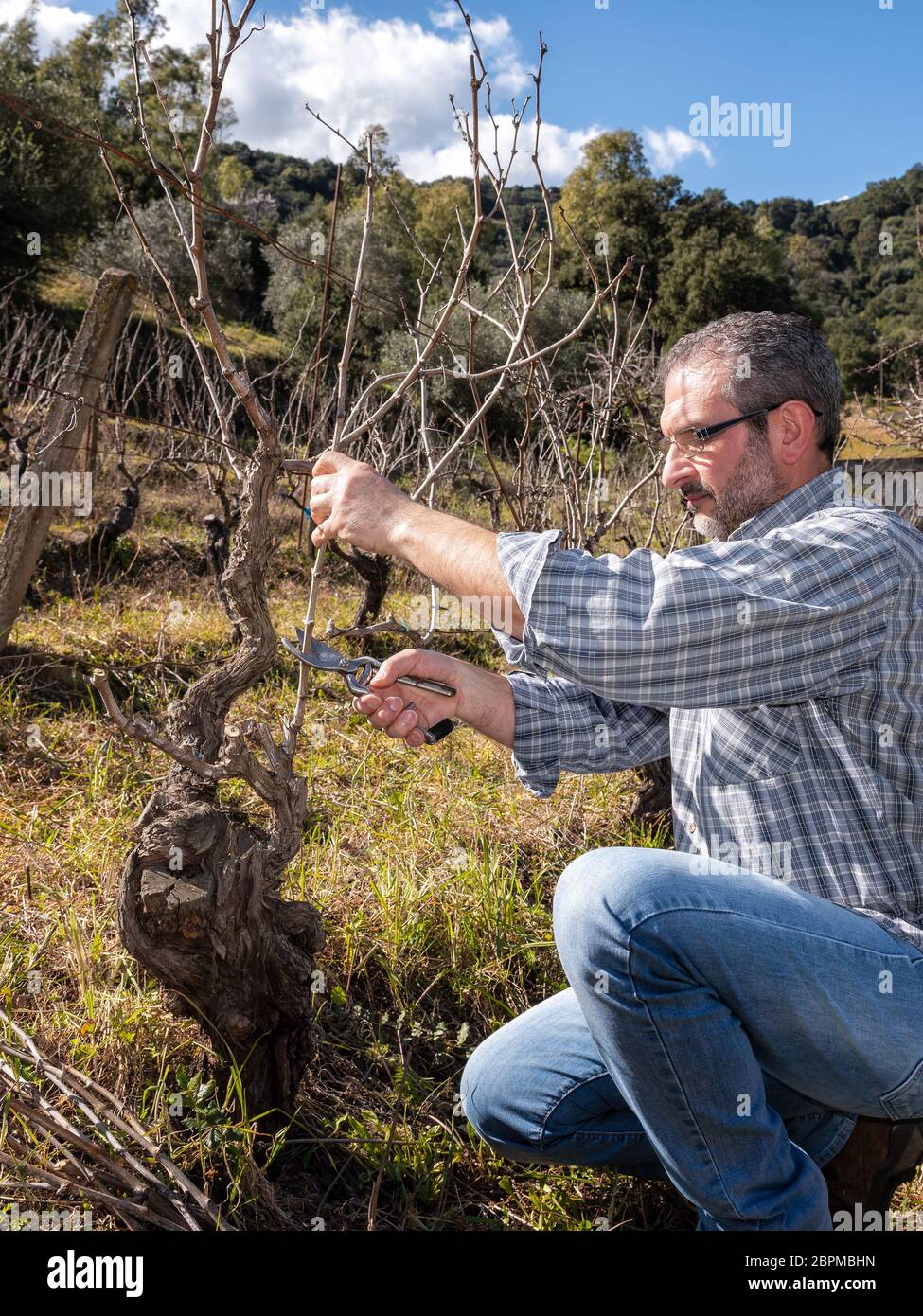 Caucasian farmer at work in an old vineyard, performs the pruning of ...