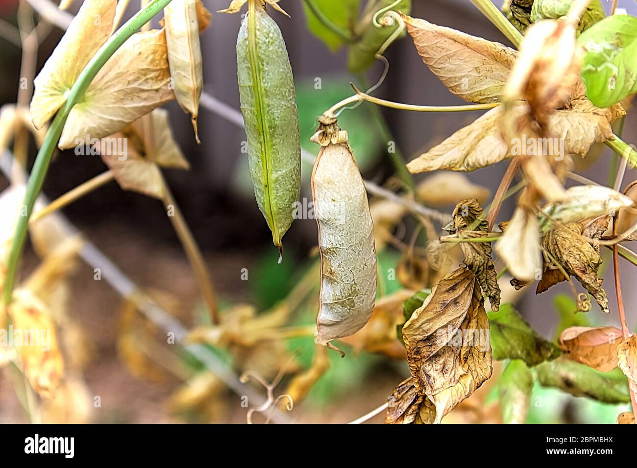 A dried pea pod on the vine towards the end of summer Stock Photo - Alamy