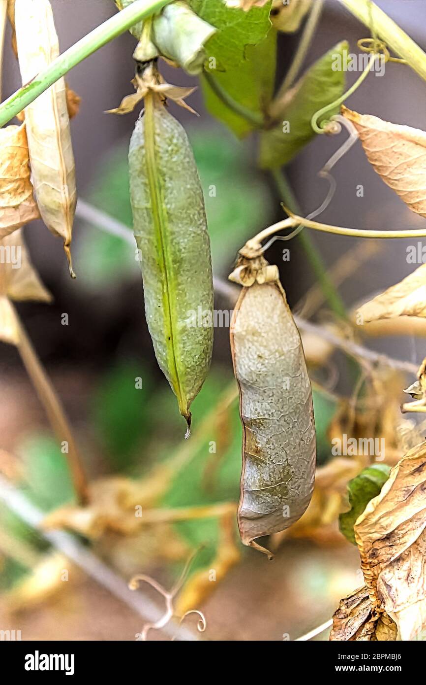 Peas drying in pods hi-res stock photography and images - Alamy