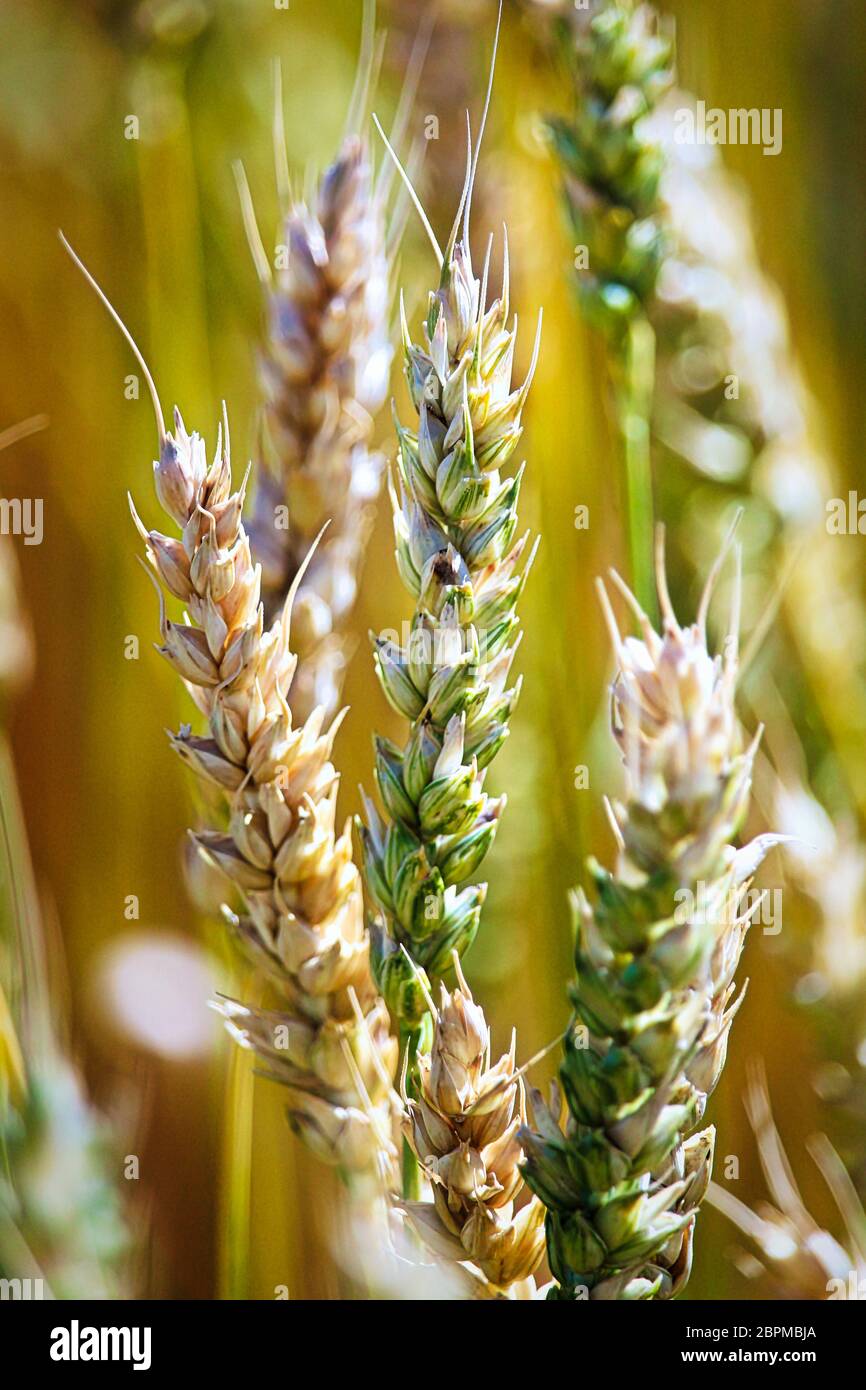 Wheat heads hi-res stock photography and images - Alamy
