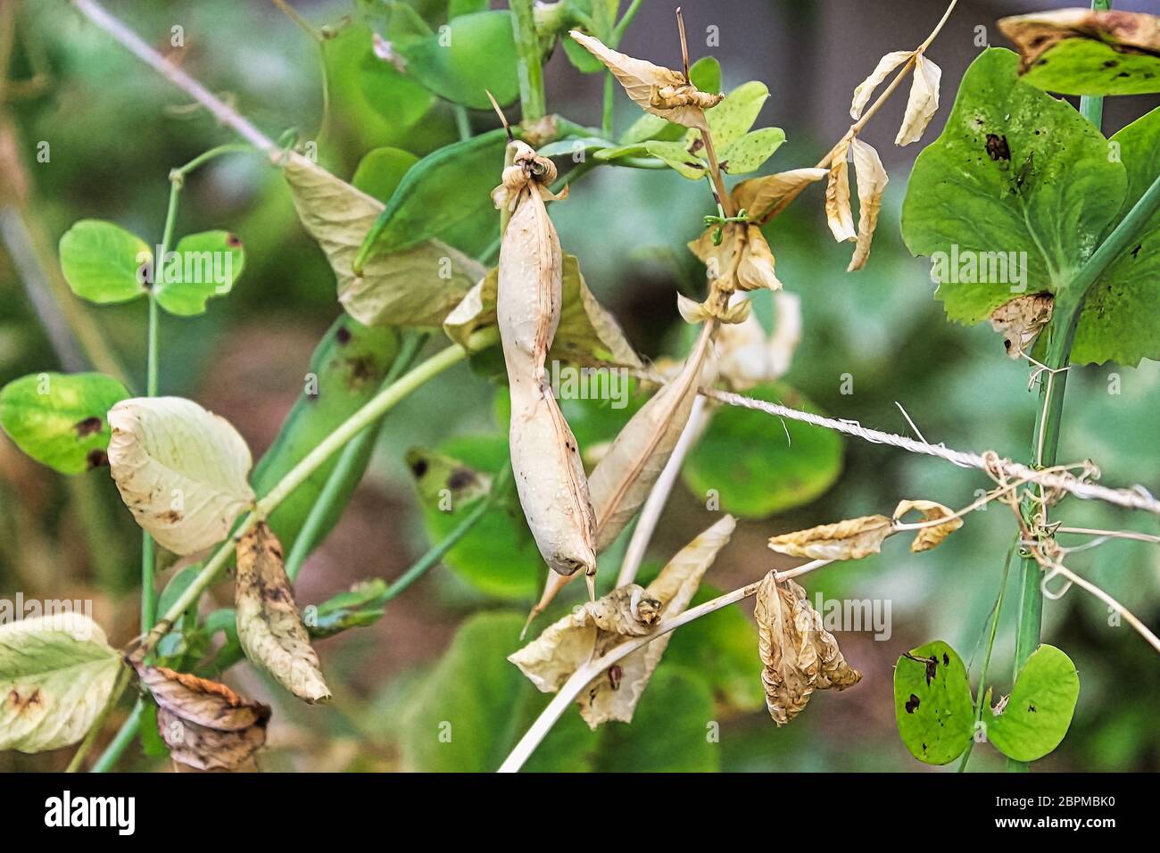 Two dry pea pods on the vine held up by twine string Stock Photo - Alamy