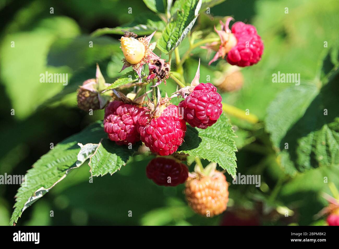 The receptacle of a freshly picked raspberry amongst other berries ...