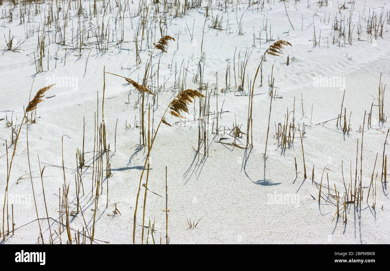 Close-up of golden reeds grown in white sand dunes - natural summer ...