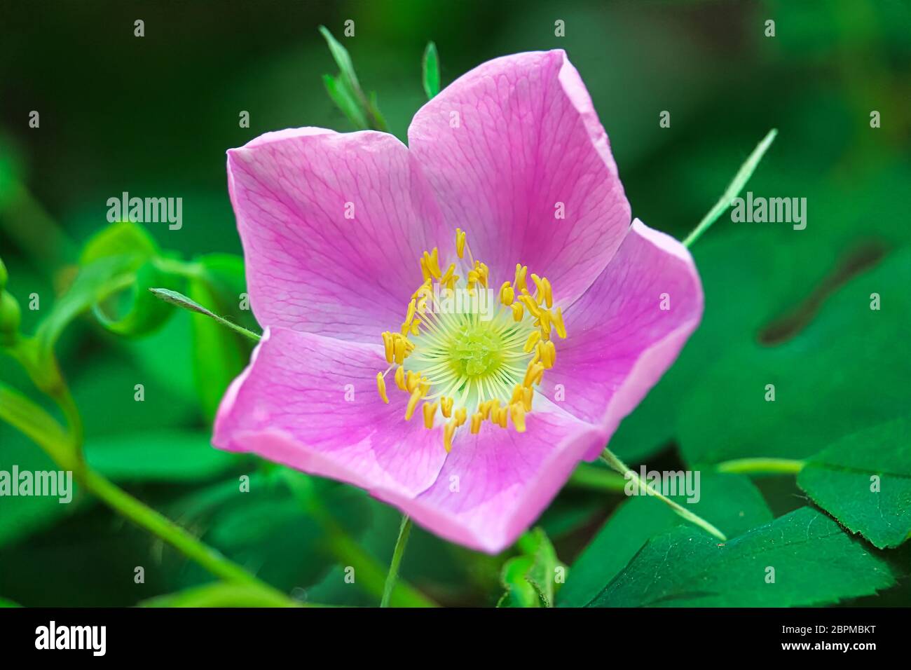 Floral emblem of alberta hi-res stock photography and images - Alamy