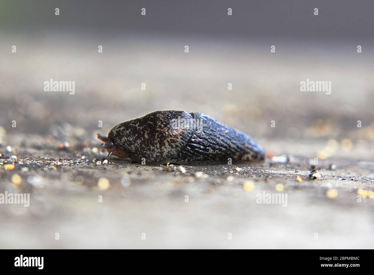 Curled slug hi-res stock photography and images - Alamy