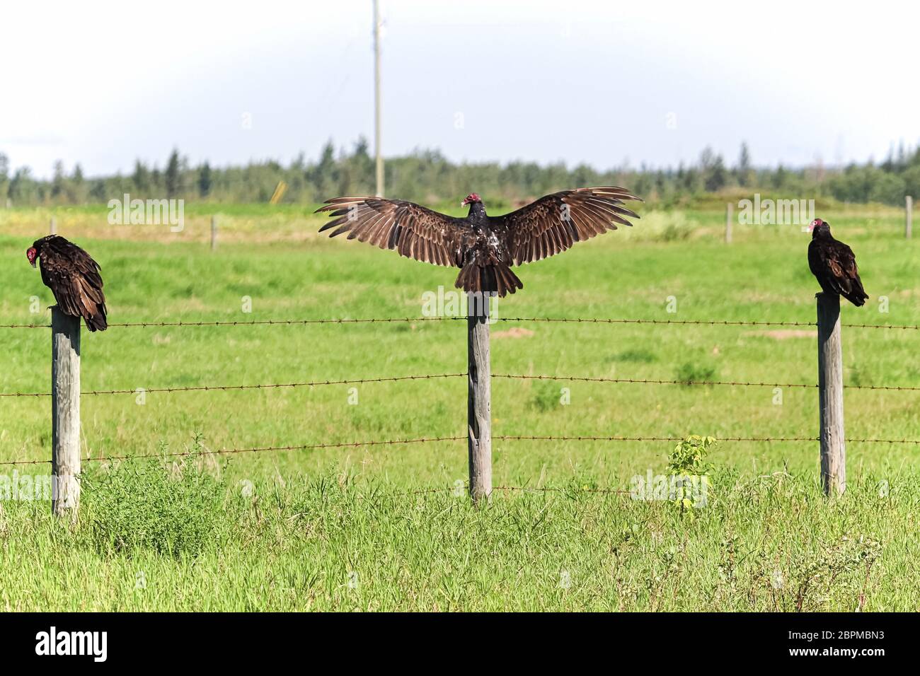 Turkey Buzzards High Resolution Stock Photography and Images - Alamy