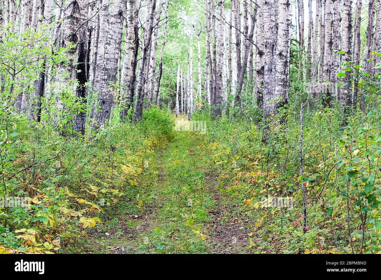 An old road through a forest in the fall Stock Photo - Alamy