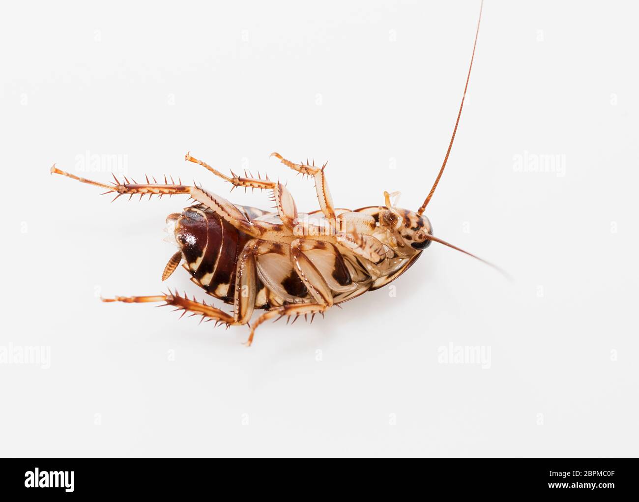 Close up dead cockroach isolated on white background Stock Photo - Alamy