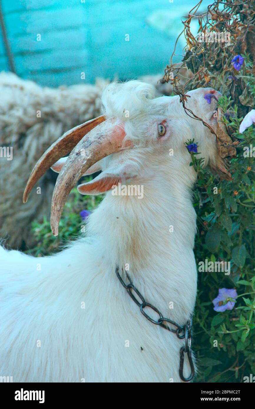 Goat eating flowers while standing. White goat eating flowers blooming ...