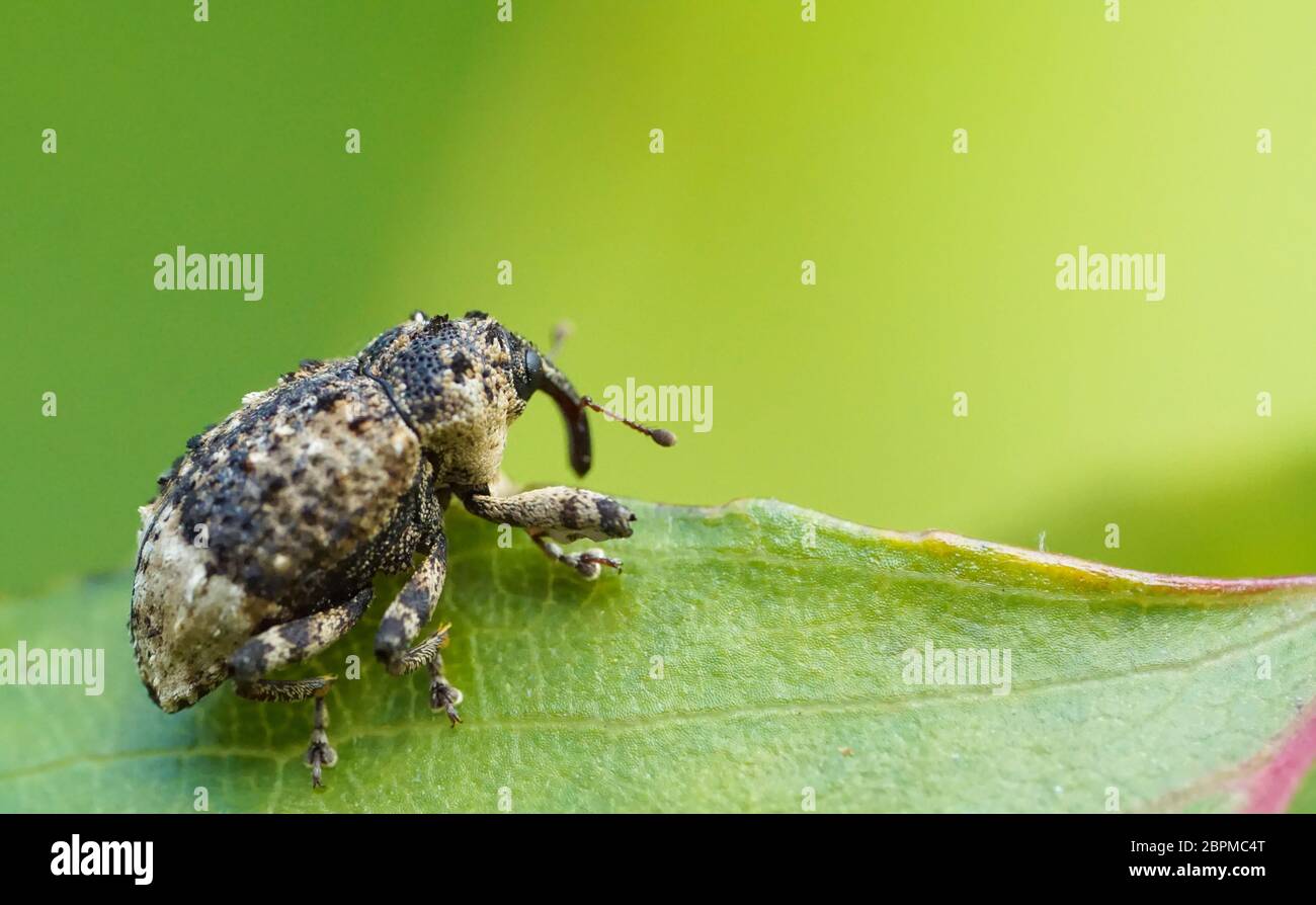 Weevil beetle in nature hi-res stock photography and images - Alamy