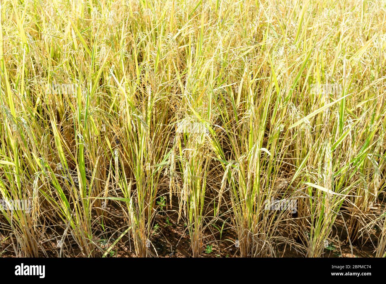 Close up of paddy rice plant, Agriculture season of Thailand Stock ...