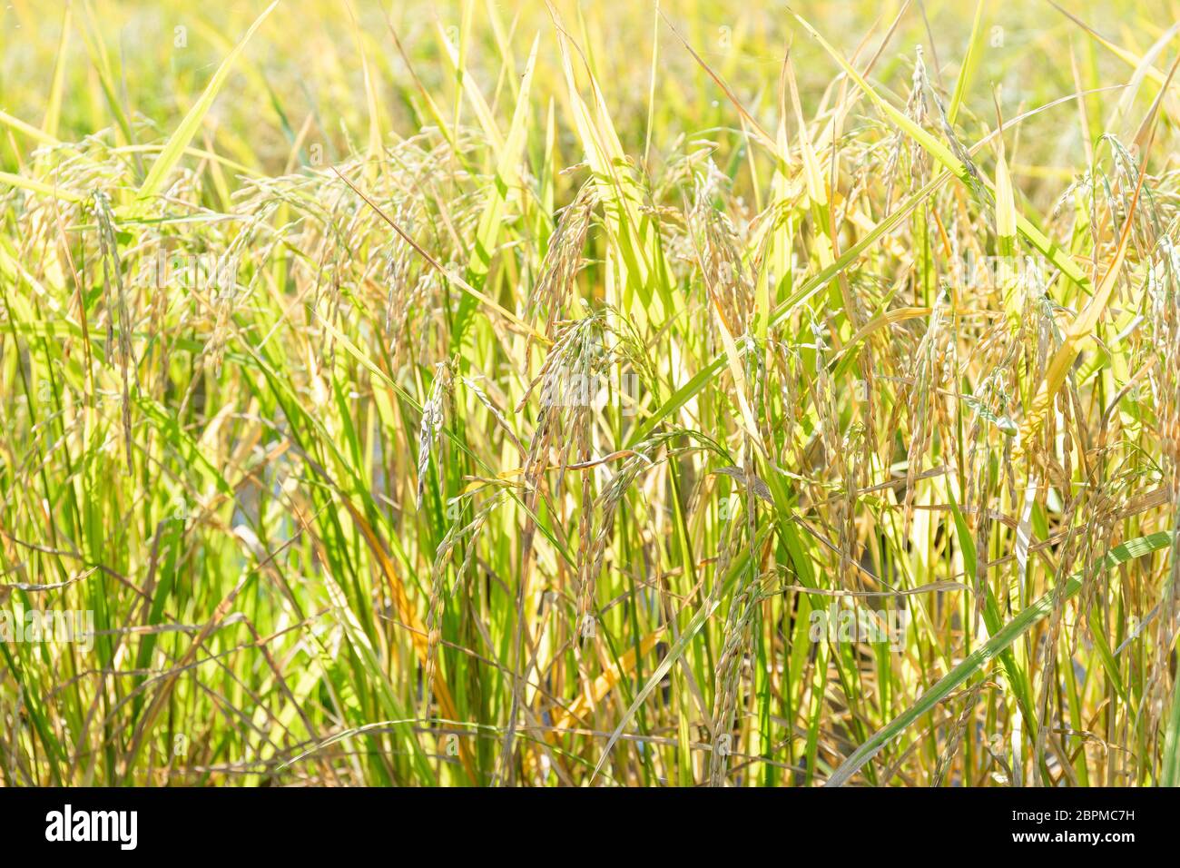 Close up of paddy rice plant, Agriculture season of Thailand Stock ...