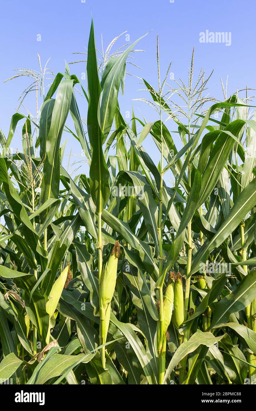 Closeup Corn on the stalk in the field Stock Photo - Alamy