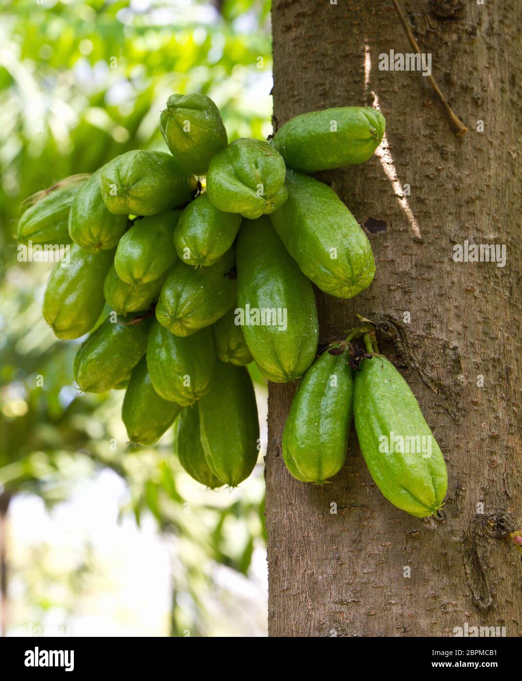 Fresh Madan sour flavor lots of vitamin C the tropical fruit Thai herb ...