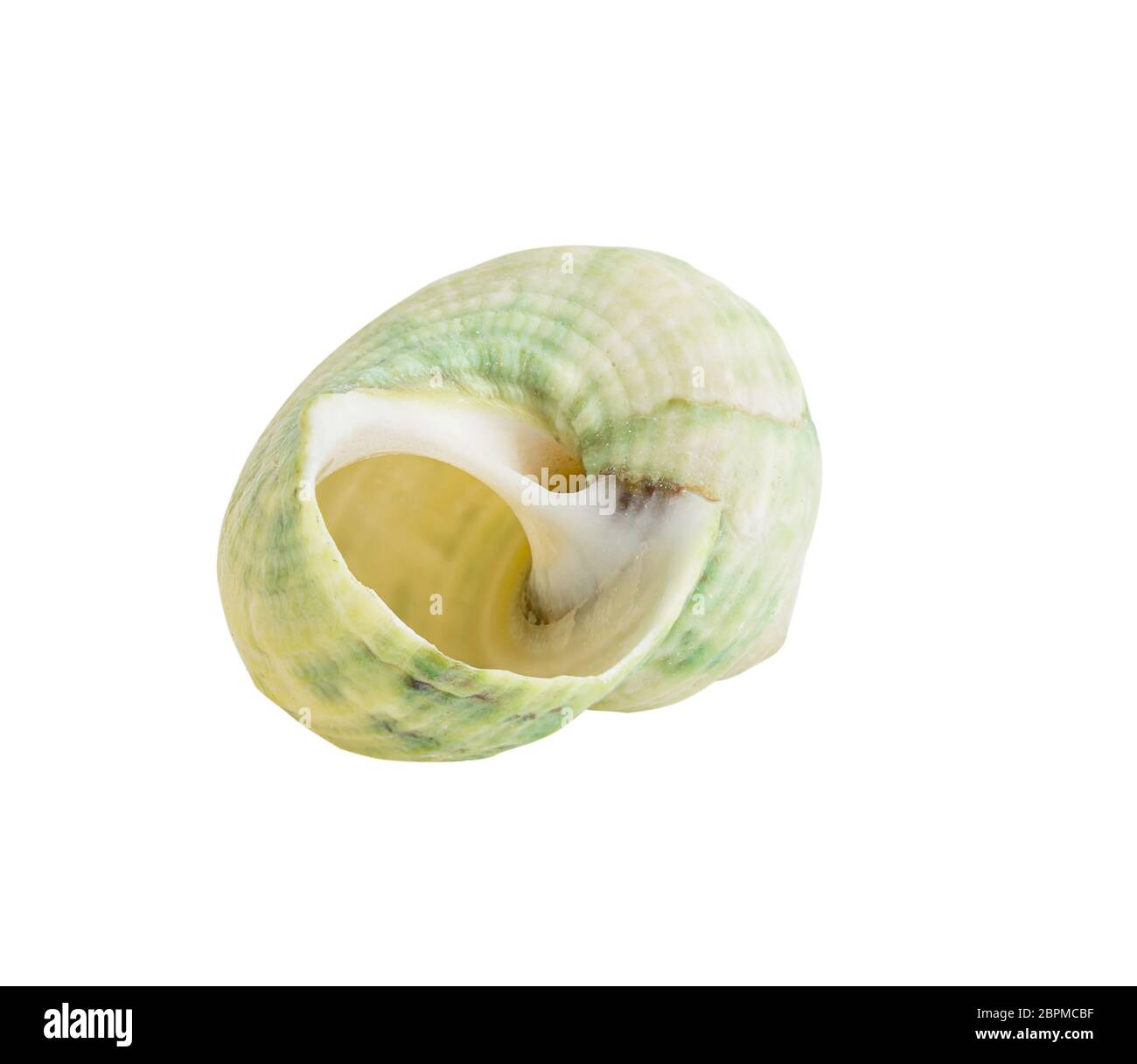 Marine sea shell isolated on white background, clipping path included ...
