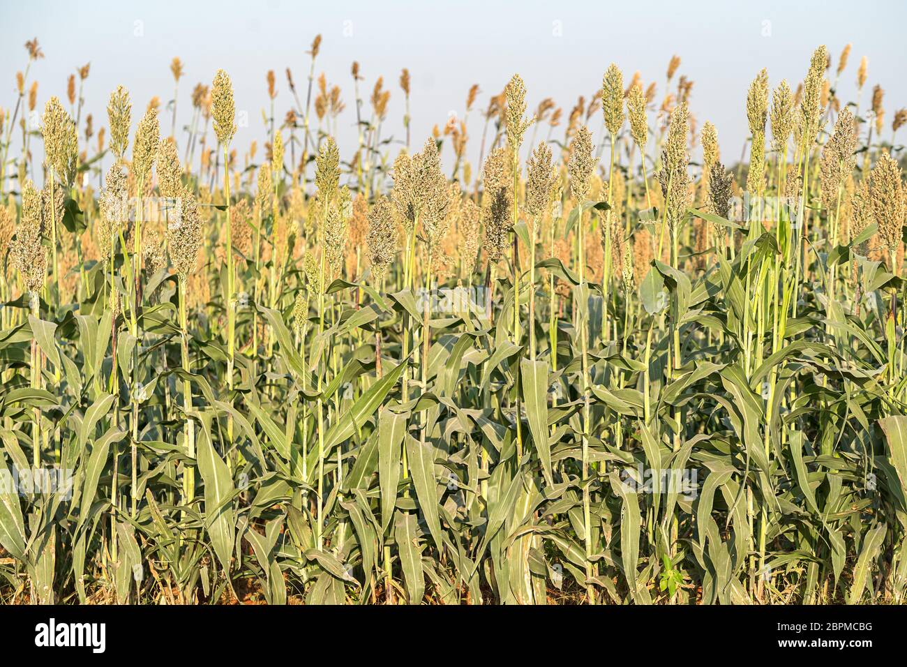 Millet or Sorghum an important cereal crop in field, Sorghum a widely ...