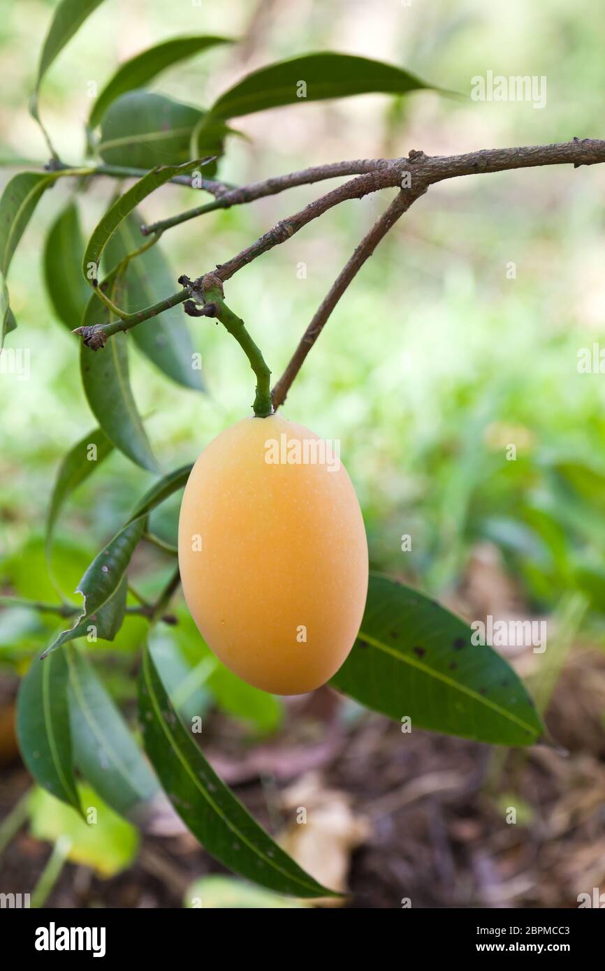 Maprang hi-res stock photography and images - Alamy