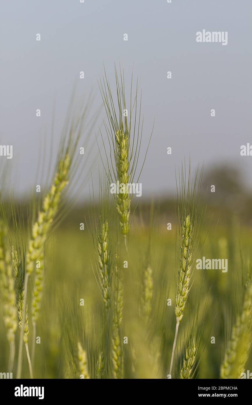 Barley corns hi-res stock photography and images - Alamy