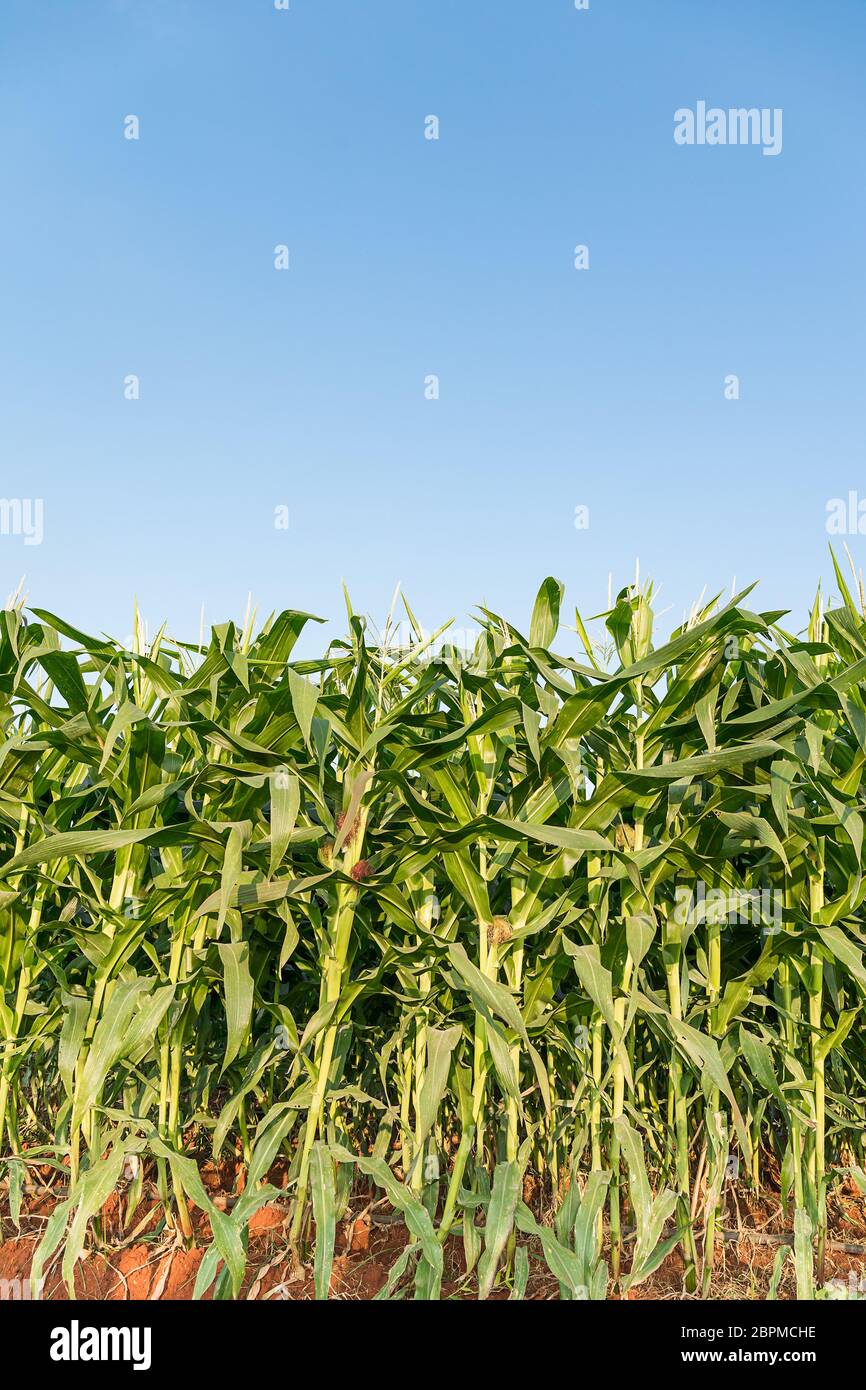 Green maize corn field plantation, Corn on the cob Stock Photo - Alamy