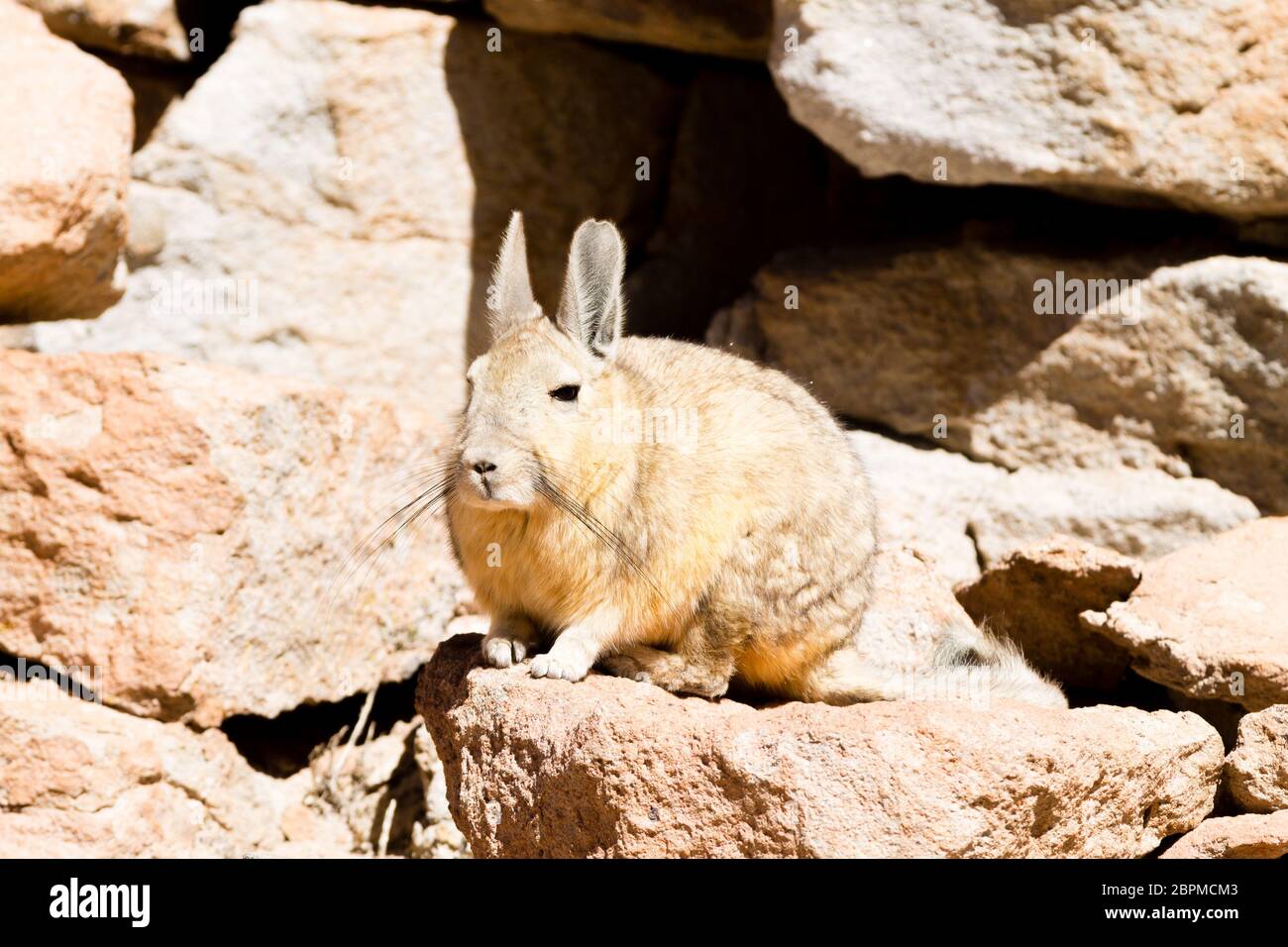 Rabbit wildlife andes andean hi-res stock photography and images - Alamy