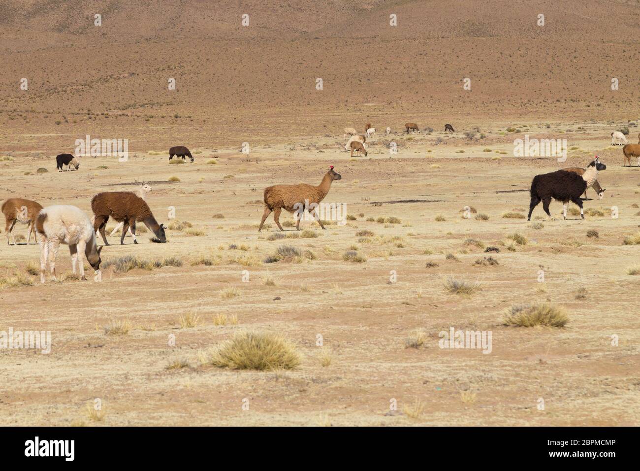 Bolivian llama breeding on Andean plateau,Bolivia Stock Photo - Alamy