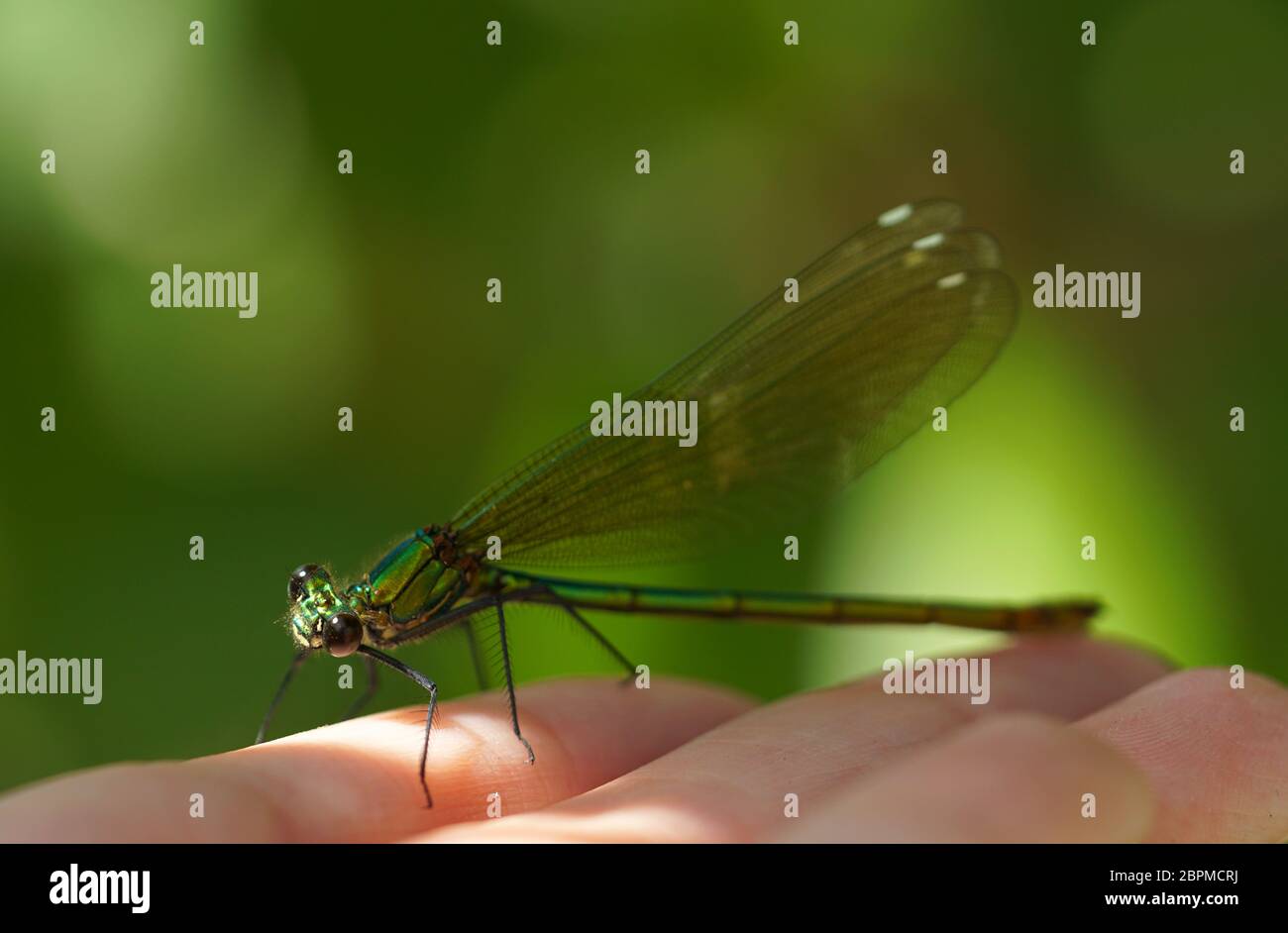 Dragonfly on finger hi-res stock photography and images - Alamy