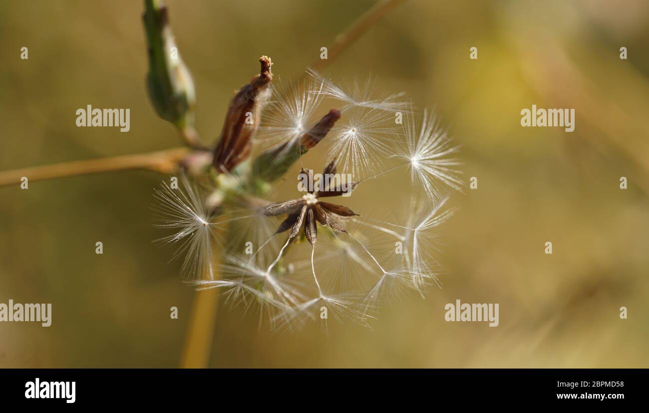 Seed head on stem hi-res stock photography and images - Alamy