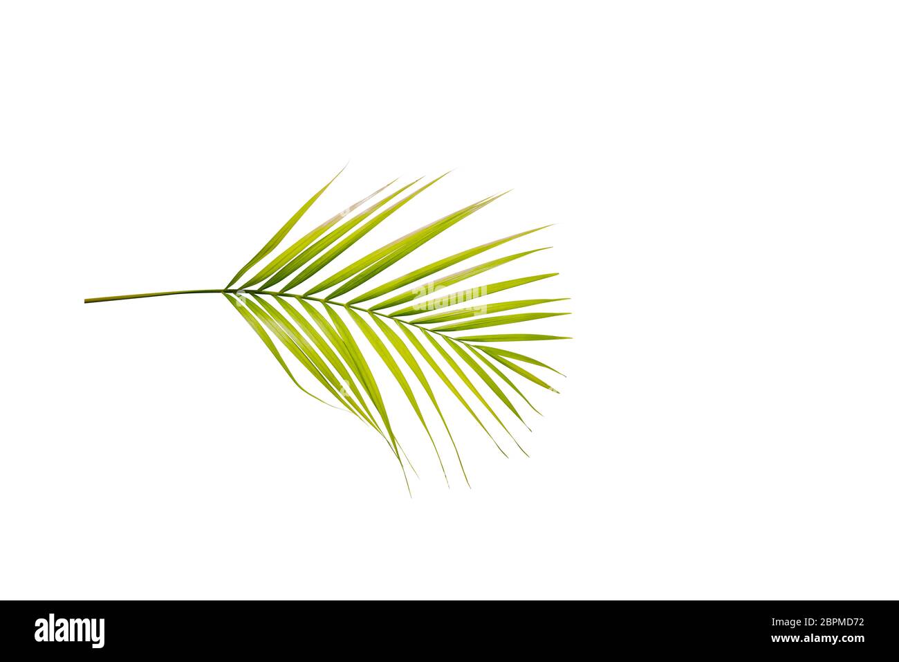 Palm branch with green leaves isolated over white background Stock ...