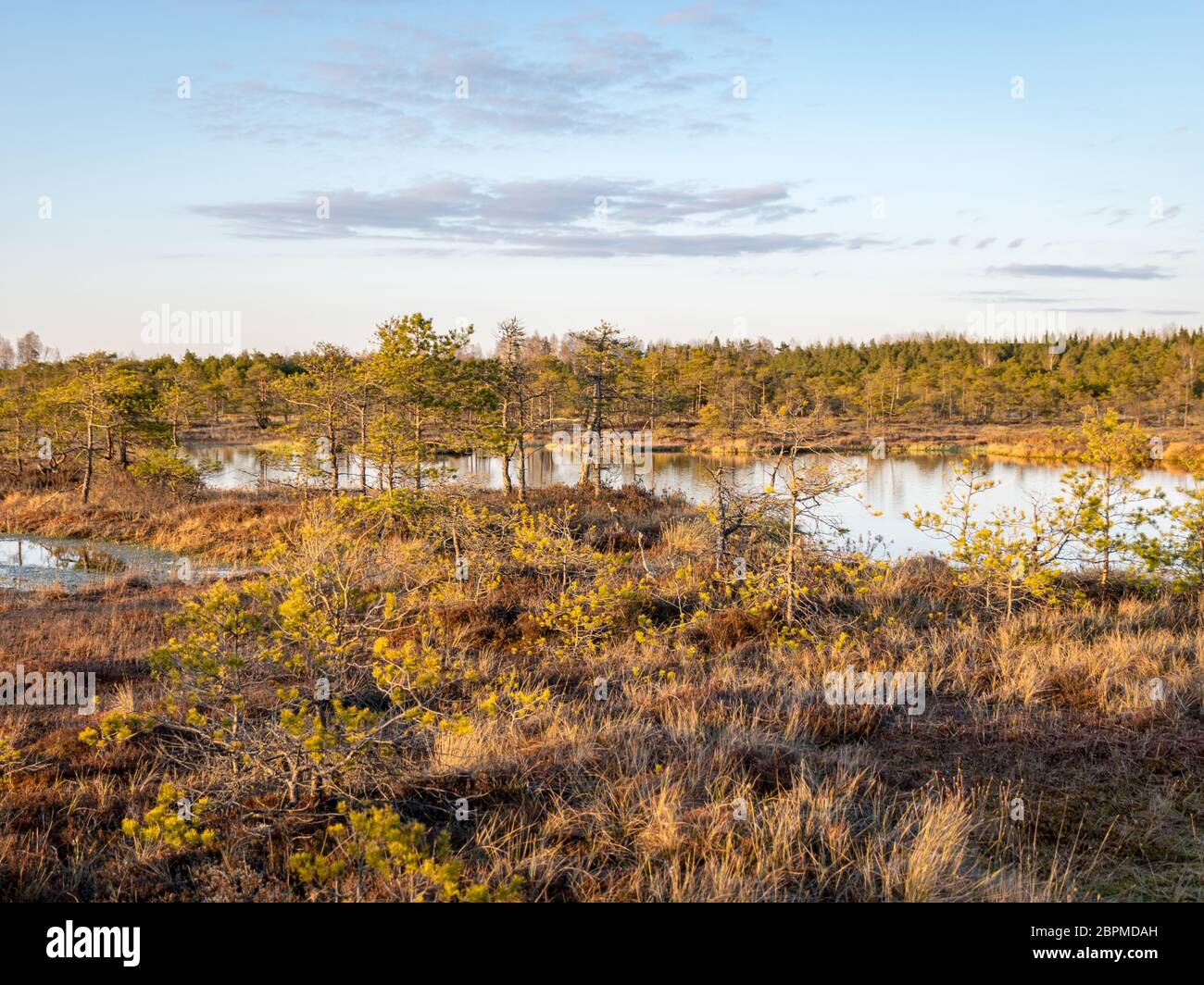 wild swamp image with bog vegetation, background image Madiesenu bog ...