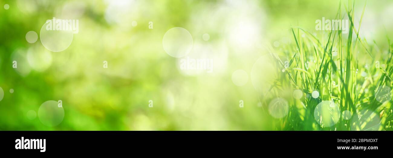 Green spring landscape with grasses and bright bokeh Stock Photo - Alamy