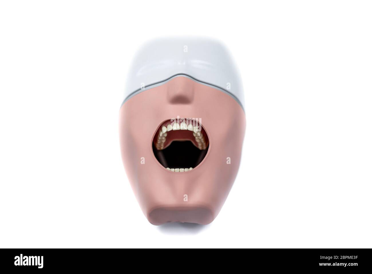 Human head model used by dentistry students Stock Photo - Alamy