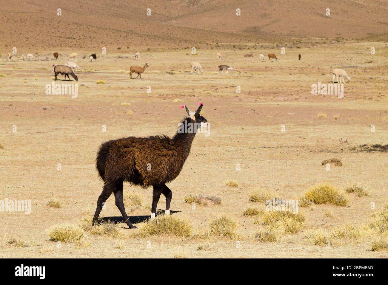 Bolivian llama breeding on Andean plateau,Bolivia Stock Photo - Alamy
