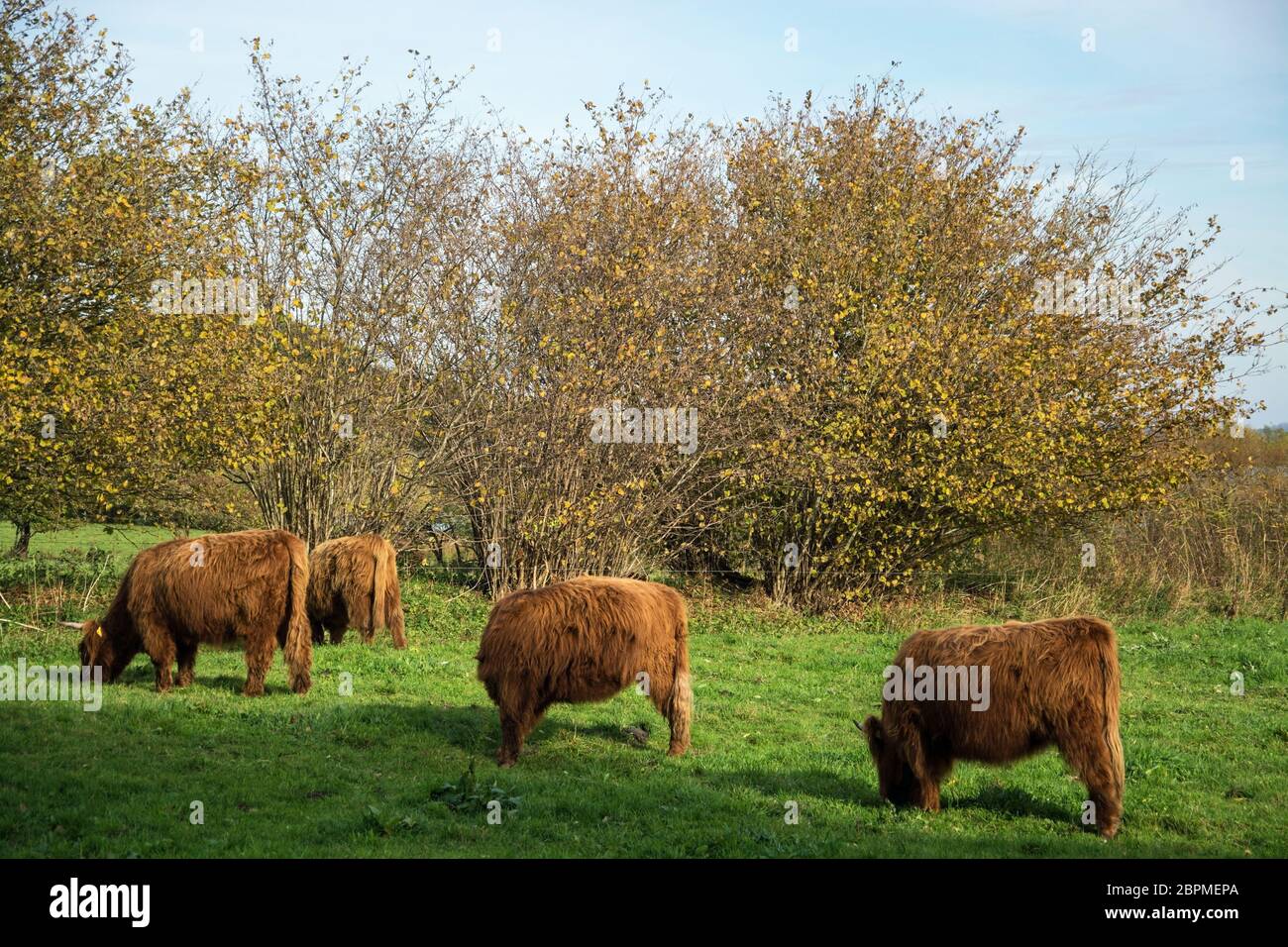 Hedeby was an important Danish Viking Age trading settlement near the ...