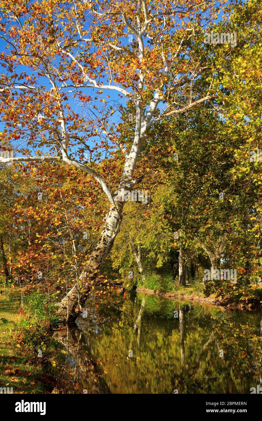 Sycamore tree leaves hi-res stock photography and images - Alamy